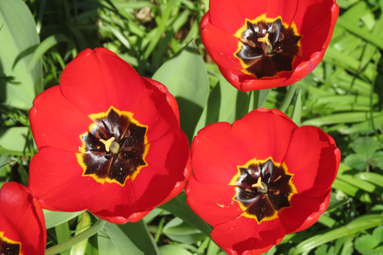 Tulpe rot offen | www.bio-nickl.de
