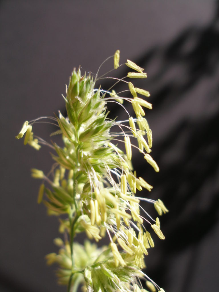 Knäuelgras (Dactylis glomerata) | www.bio-nickl.de
