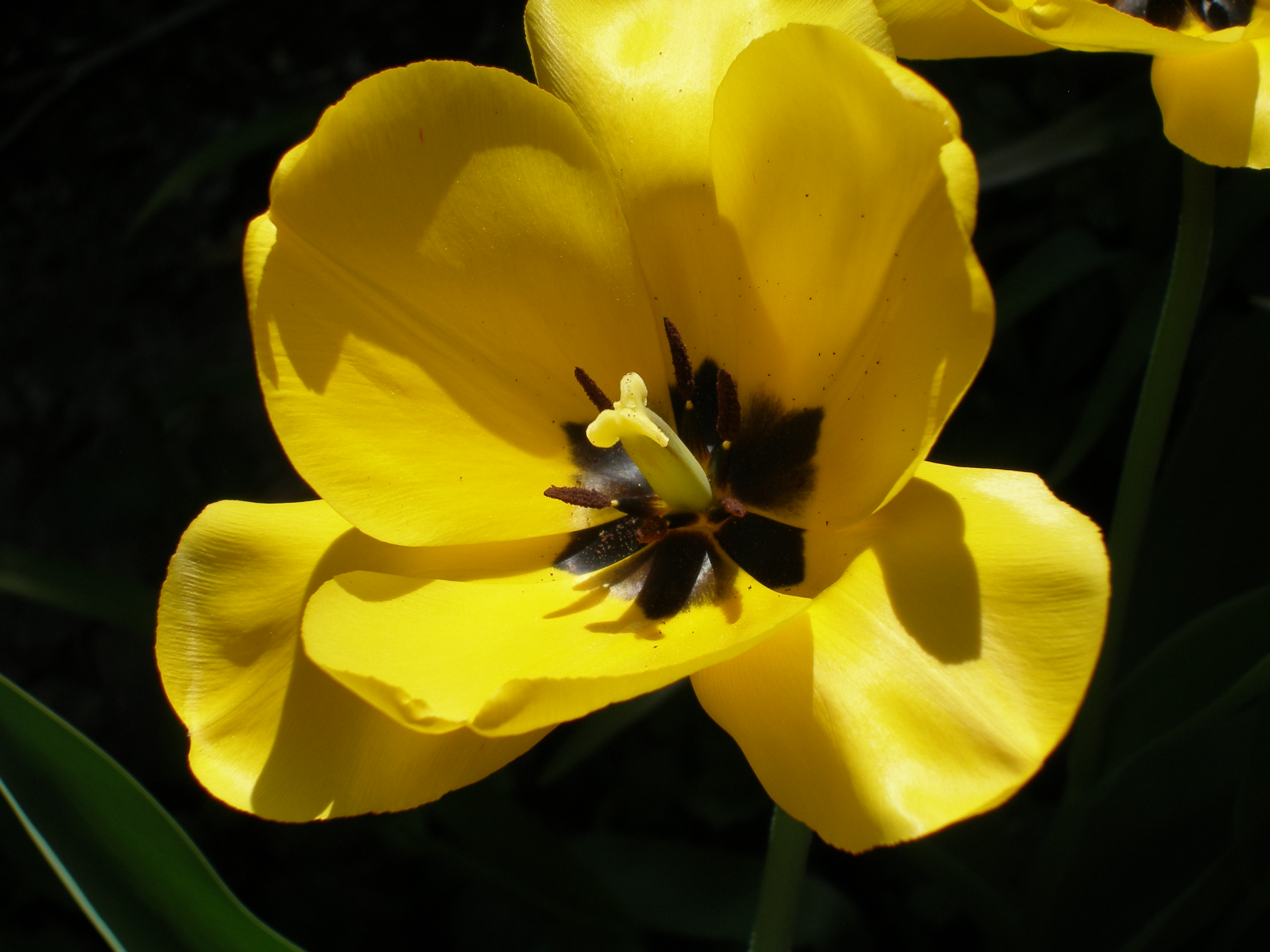 offene gelbe Blüte | www.bio-nickl.de