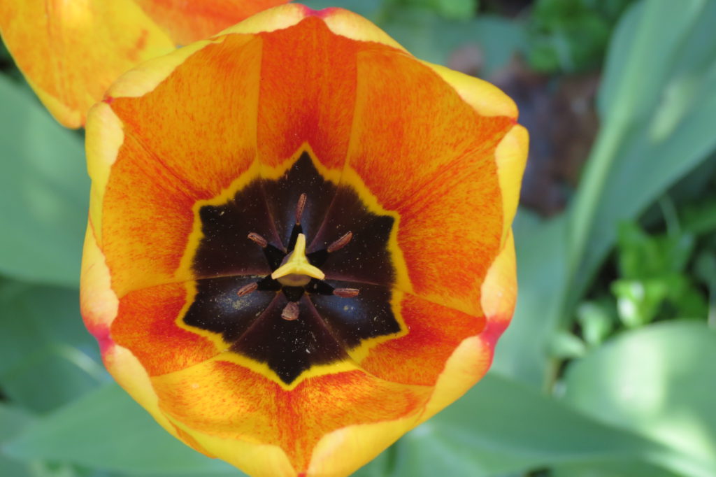 offene gelb-orange Blüte | www.bio-nickl.de