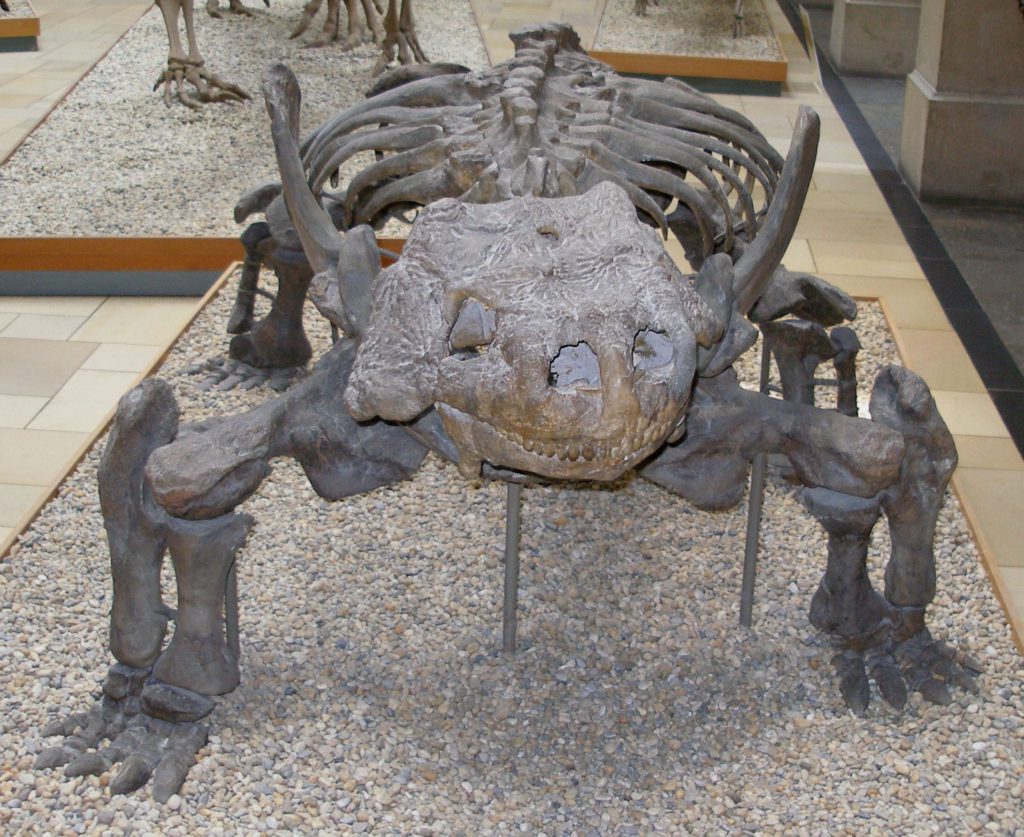 Bradysaurus seeleyi | www.bio-nickl.de