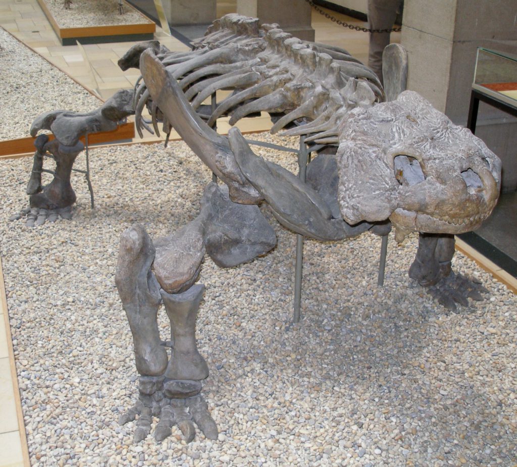 Bradysaurus seeleyi | www.bio-nickl.de