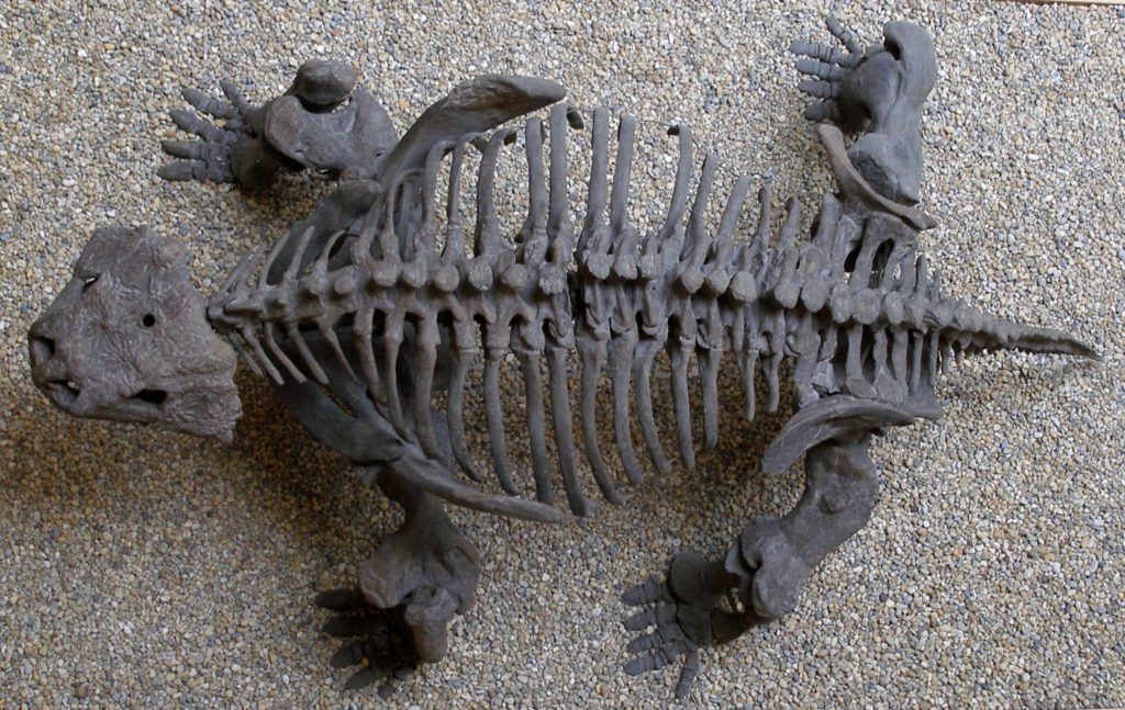 Bradysaurus seeleyi | www.bio-nickl.de