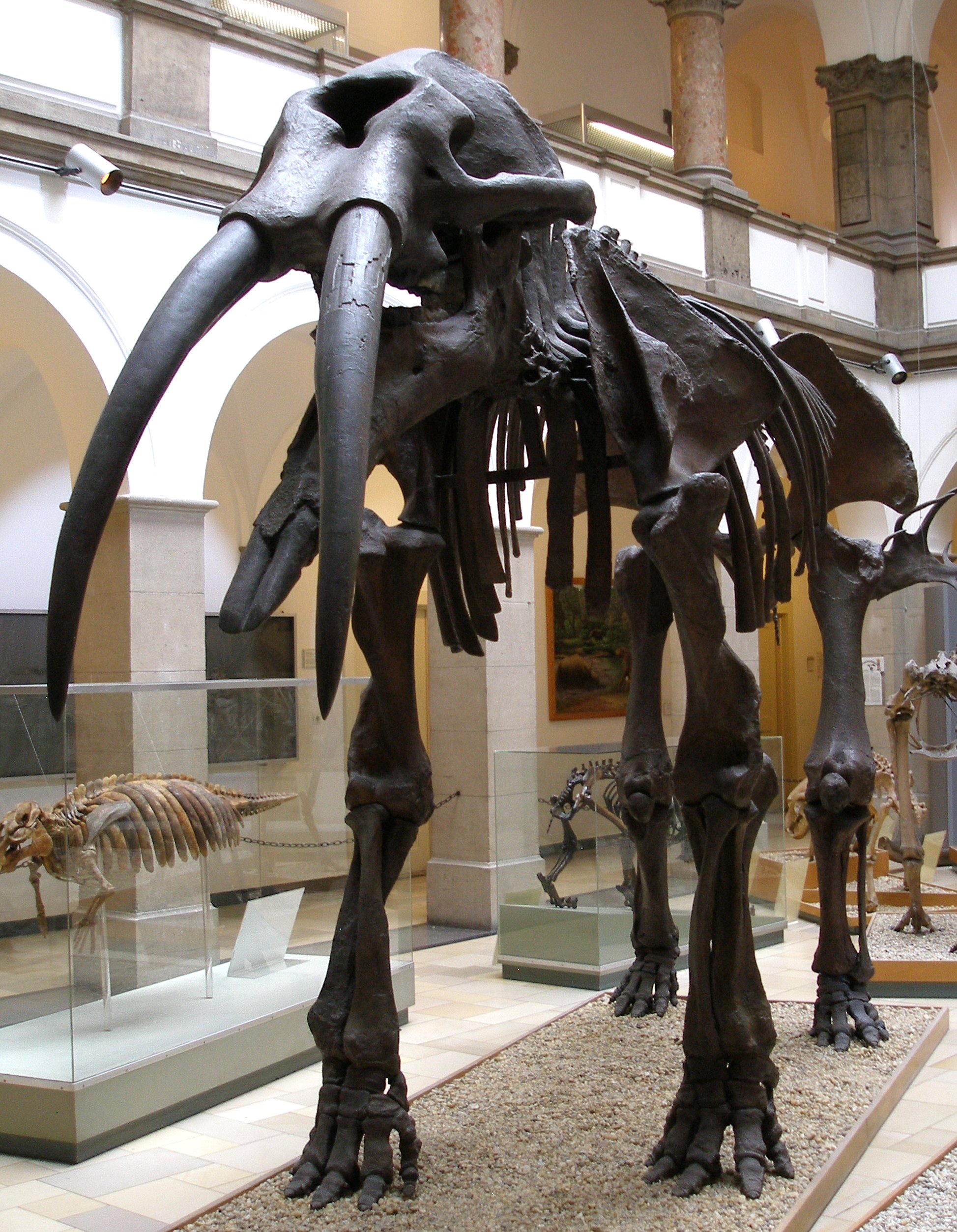 Gomphotherium | www.bio-nickl.de