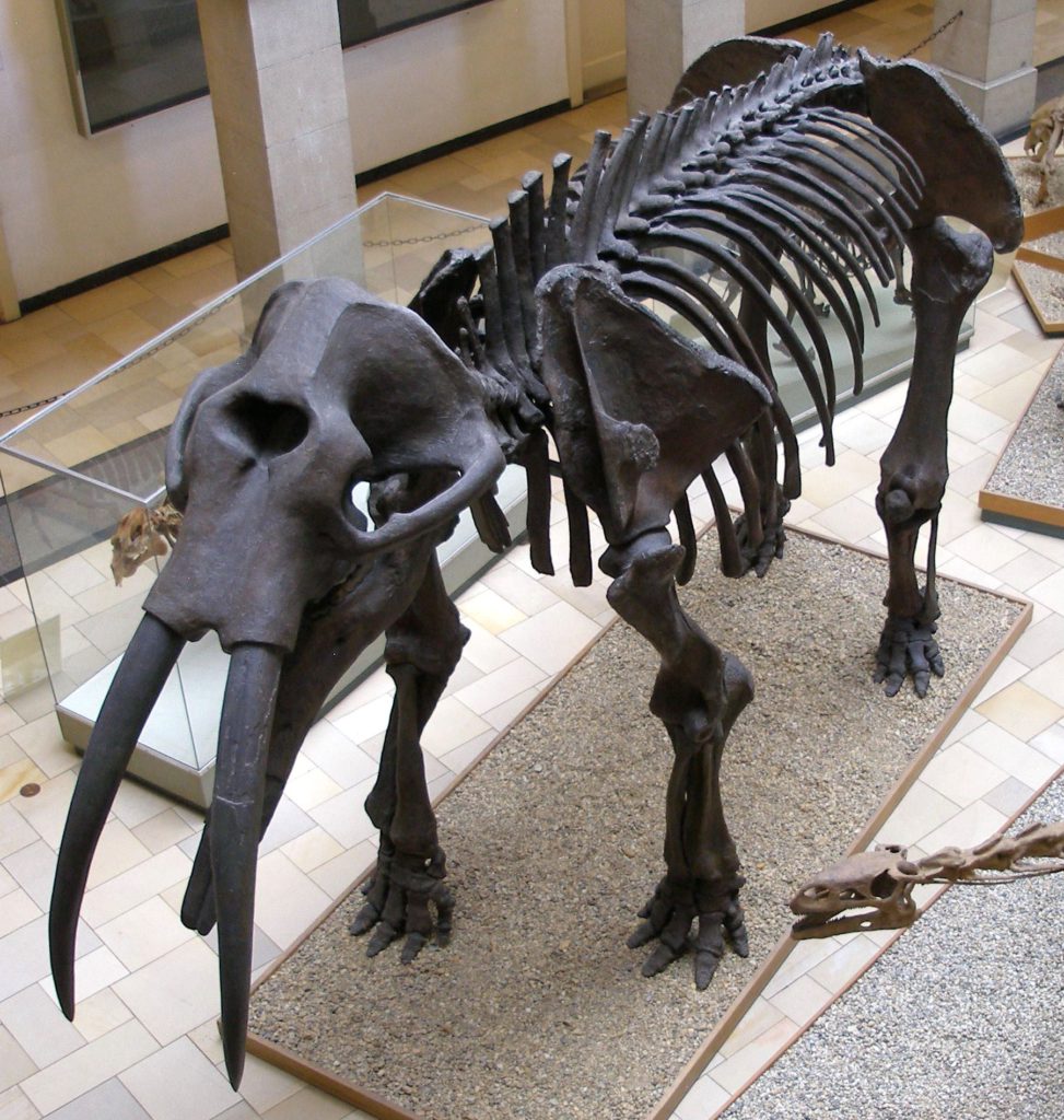 Gomphotherium | www.bio-nickl.de