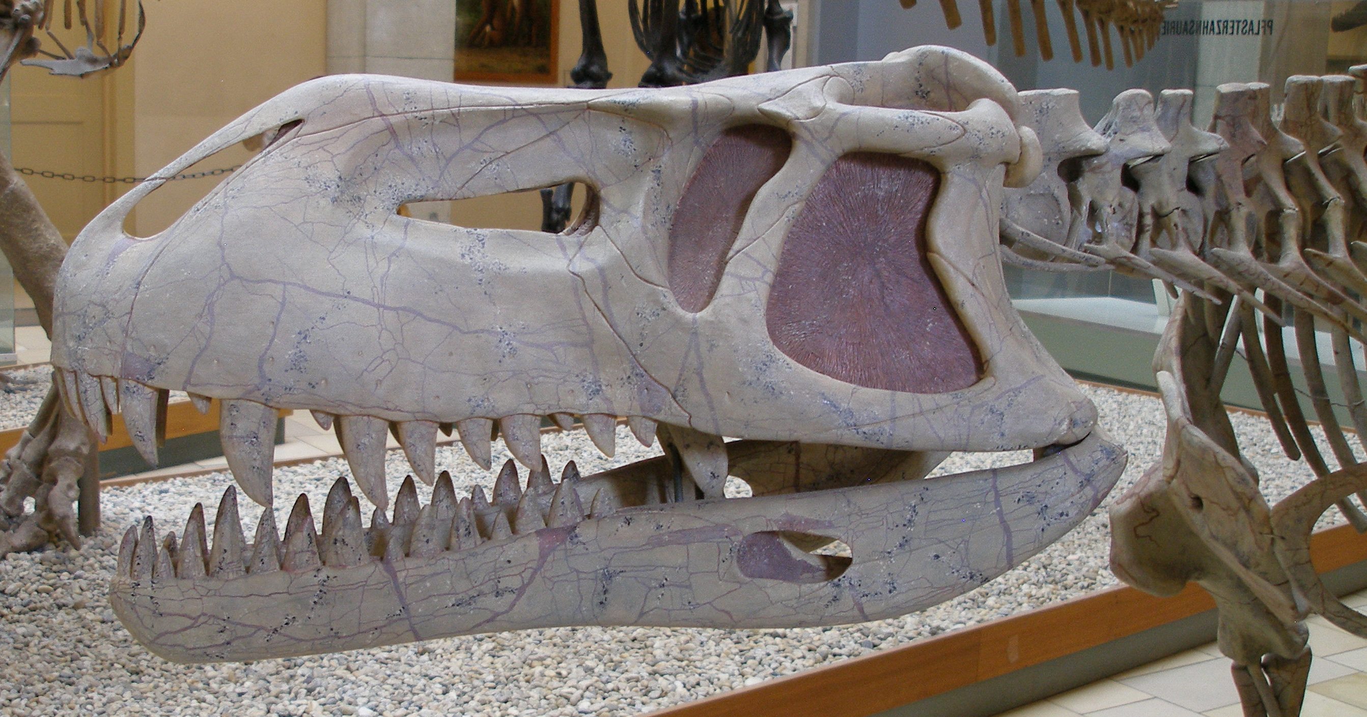 Prestosuchus chiniquensis | www.bio-nickl.de