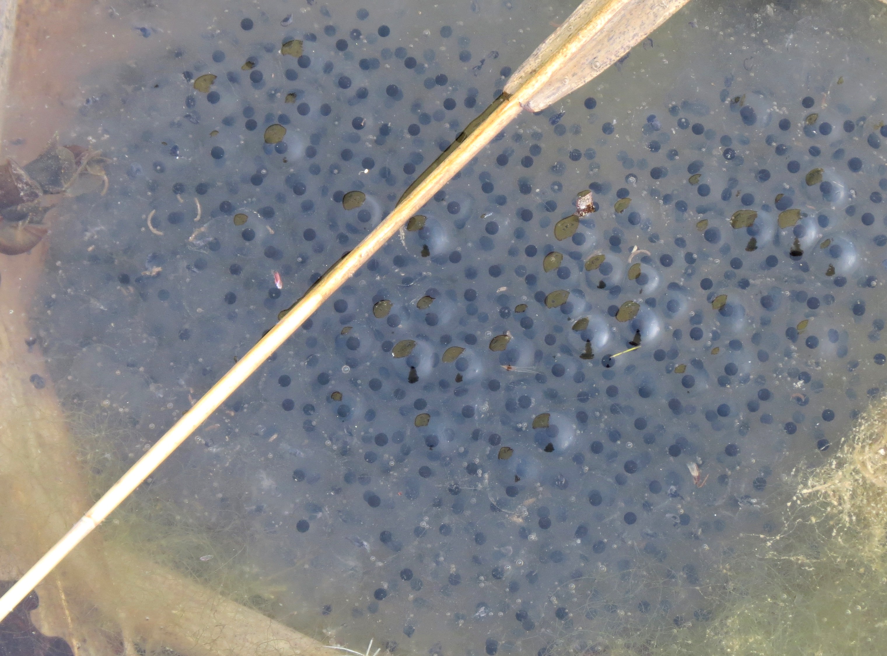 Grasfrosch heranwachsende Embryonen in Eiern März | www.bio-nickl.de