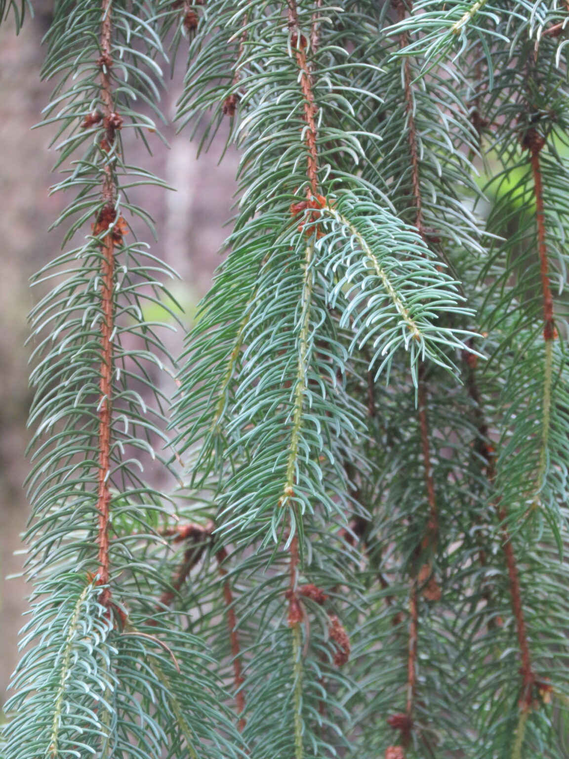 Fichte Zweige | www.bio-nickl.de