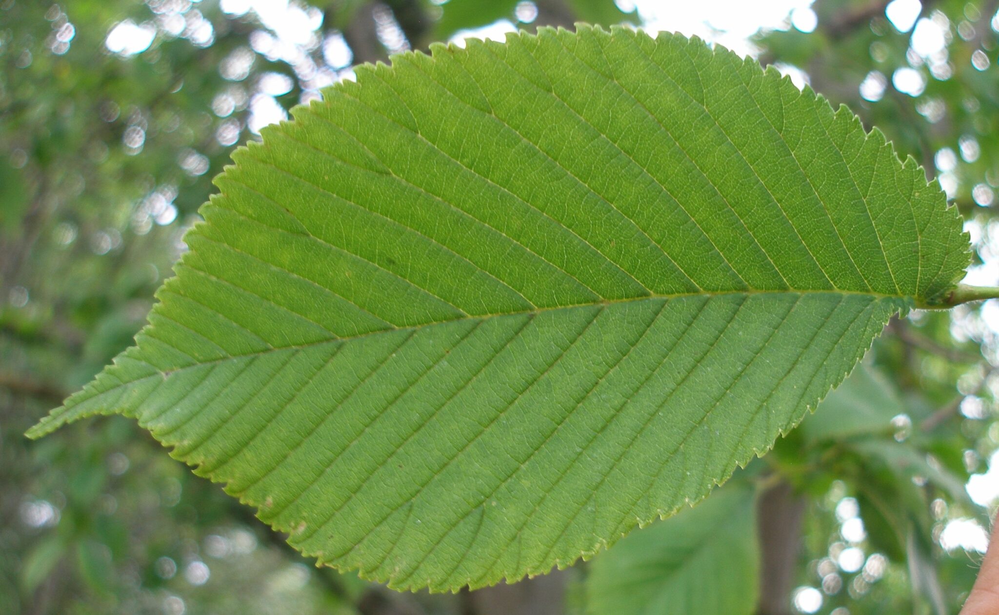 Ulme Einzelblatt | www.bio-nickl.de